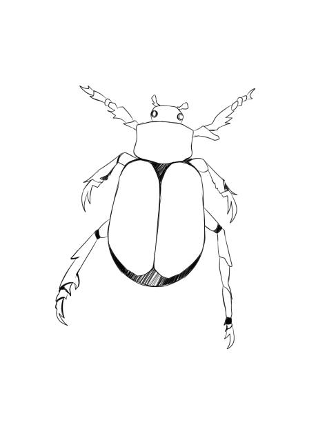 beetle. - ibisPaint
