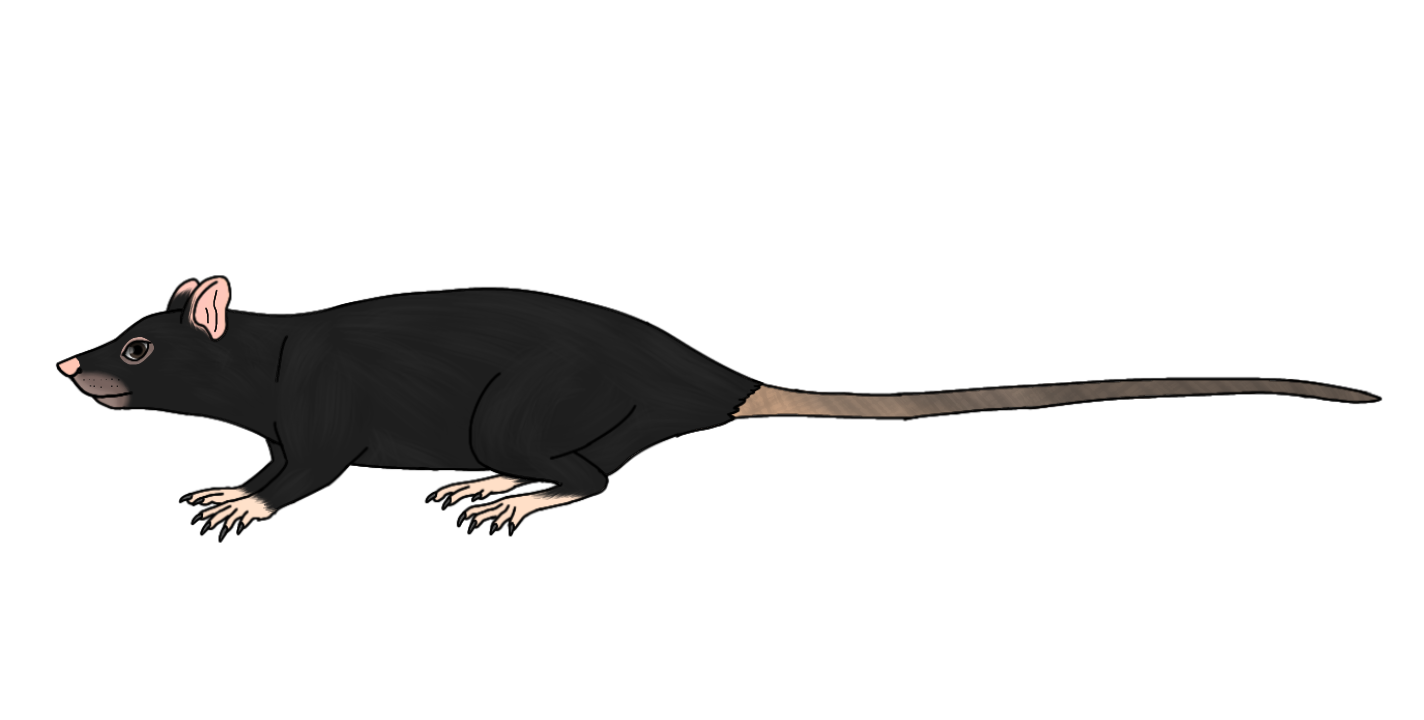 Black Rat render - ibisPaint