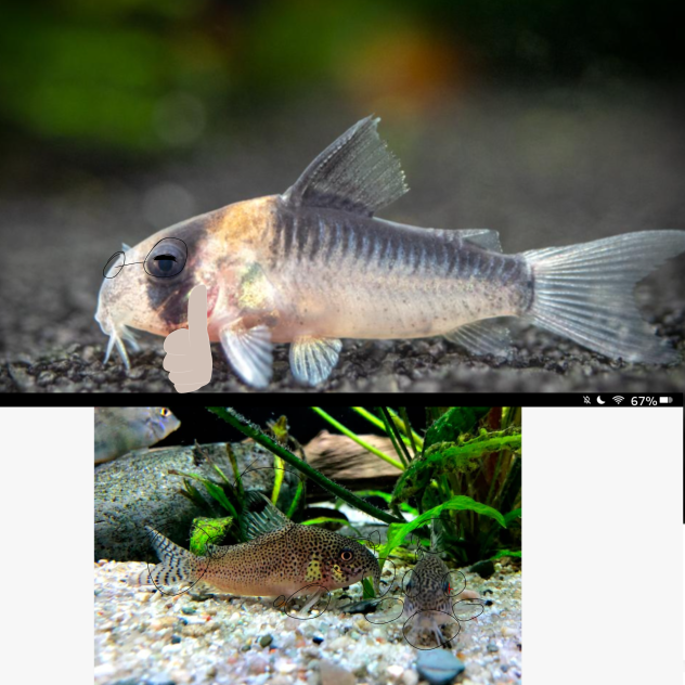 me like Cory Dora's ༼;´༎ຶ ۝ ༎ຶ༽ - ibisPaint