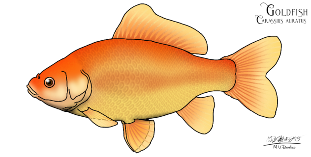 Goldfish - ibisPaint