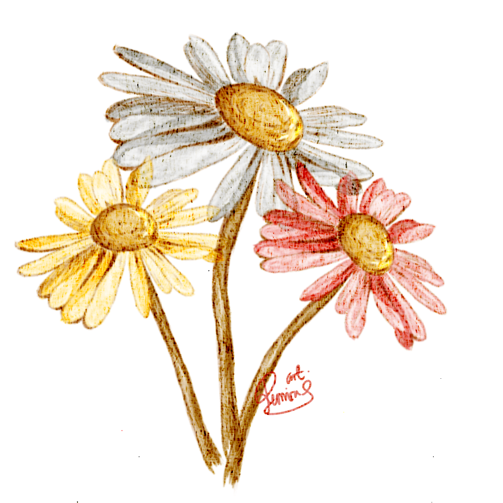 Daisy - ibisPaint