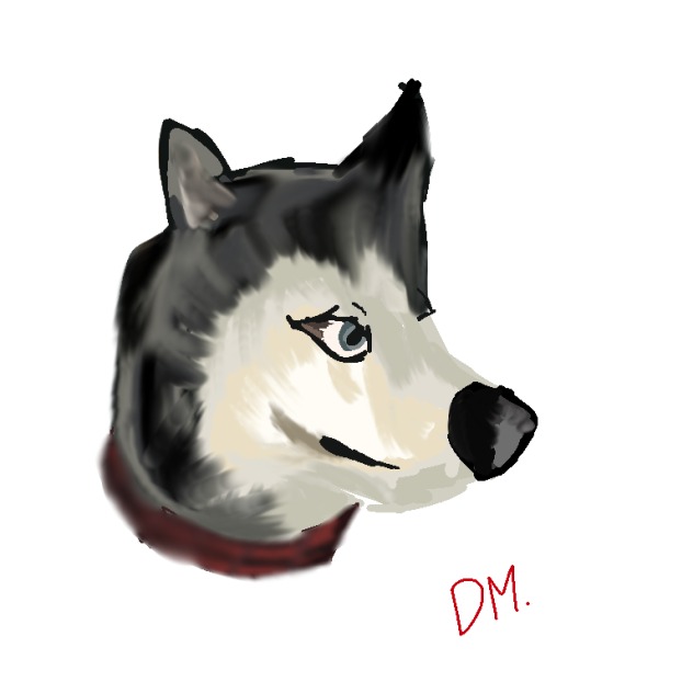 Husky Drawing - ibisPaint