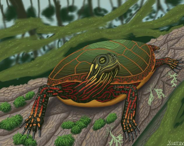 Painted Turtle-(Chrysemys Picta) - ibisPaint