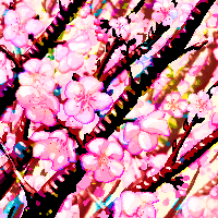 pixel art SAKURA - ibisPaint