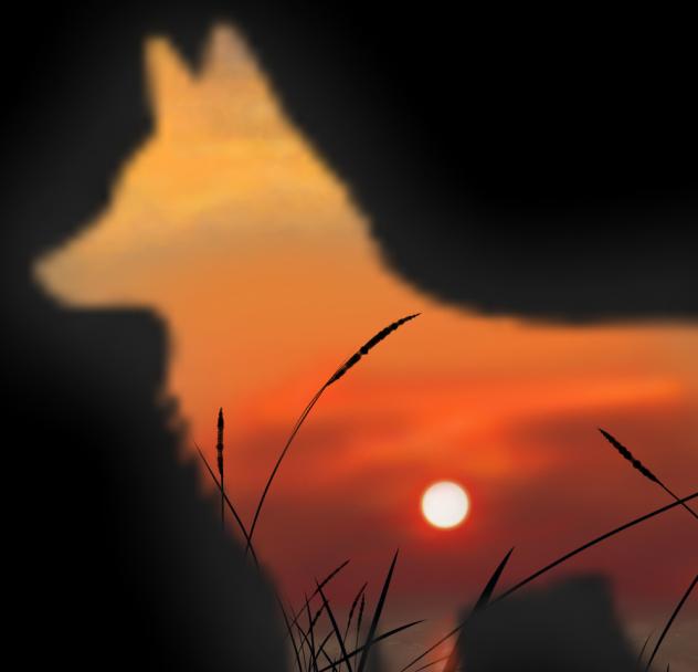 sunset fox - ibisPaint