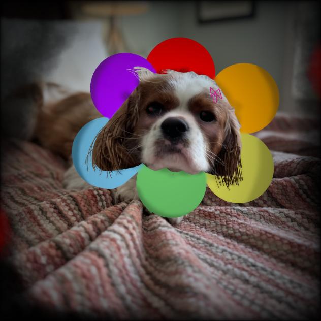 MY DOG BUT DANDY - ibisPaint