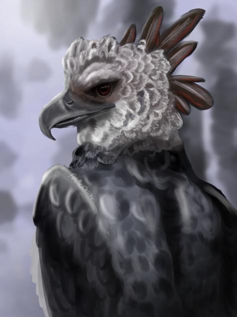 Harpy Eagle borb ploof orb - ibisPaint