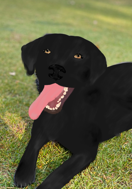 Black Labrador - ibisPaint