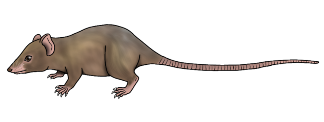 Agile Antechinus render - ibisPaint