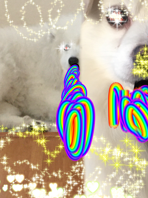 This is for my my pics of my pets - ibisPaint