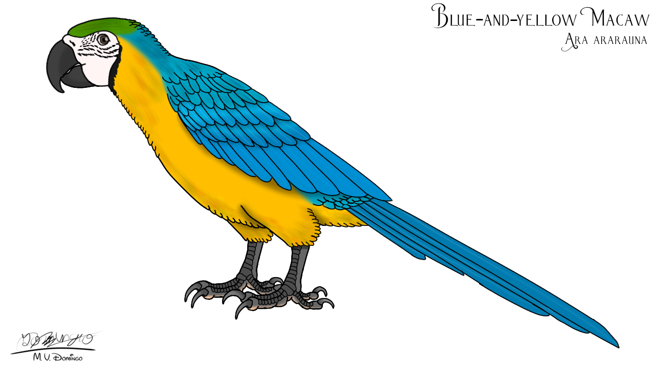 Blue and Yellow Macaw revamped - ibisPaint