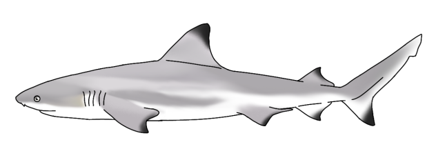Blacktip Reef Shark - ibisPaint
