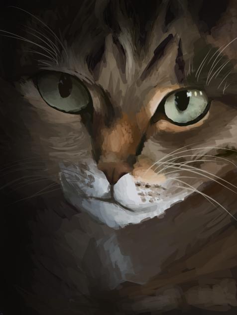 tabby - ibisPaint