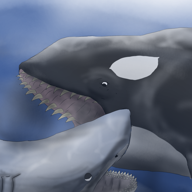 Great white VS Orca - ibisPaint