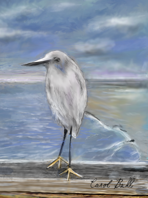 Snowy Egret - ibisPaint