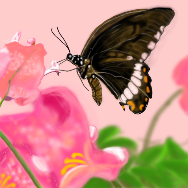Butterfly🦋 - ibisPaint