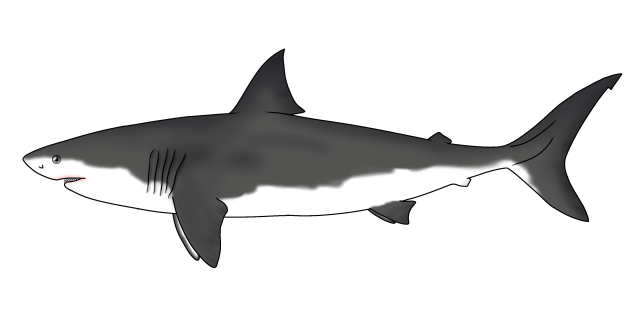Great White Shark render - ibisPaint