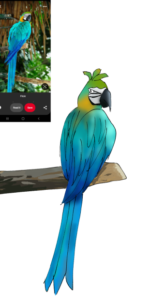 parrot - ibisPaint