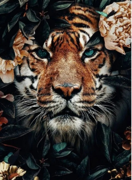 𝓣𝓲𝓰𝓮𝓻 - ibisPaint