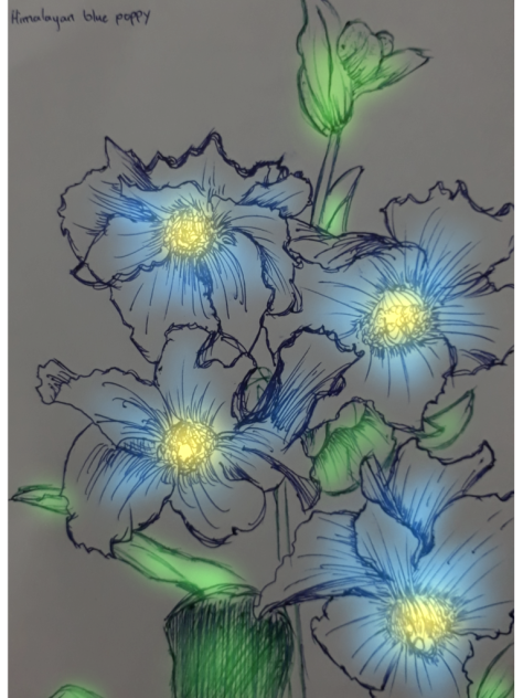 himalayan blue poppy - ibisPaint