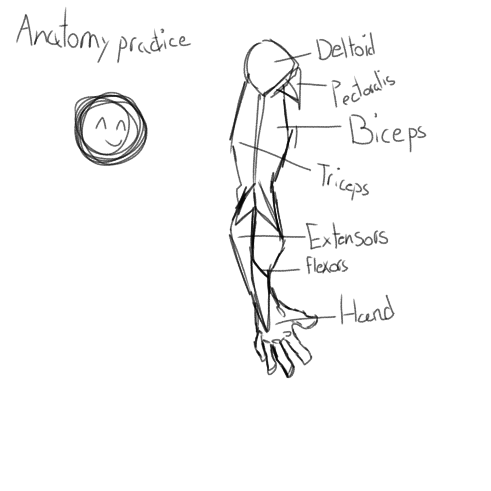 Anatomy practice - ibisPaint