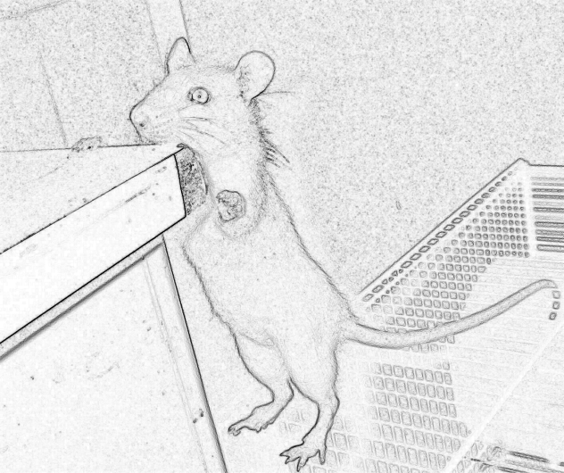 Rat - ibisPaint