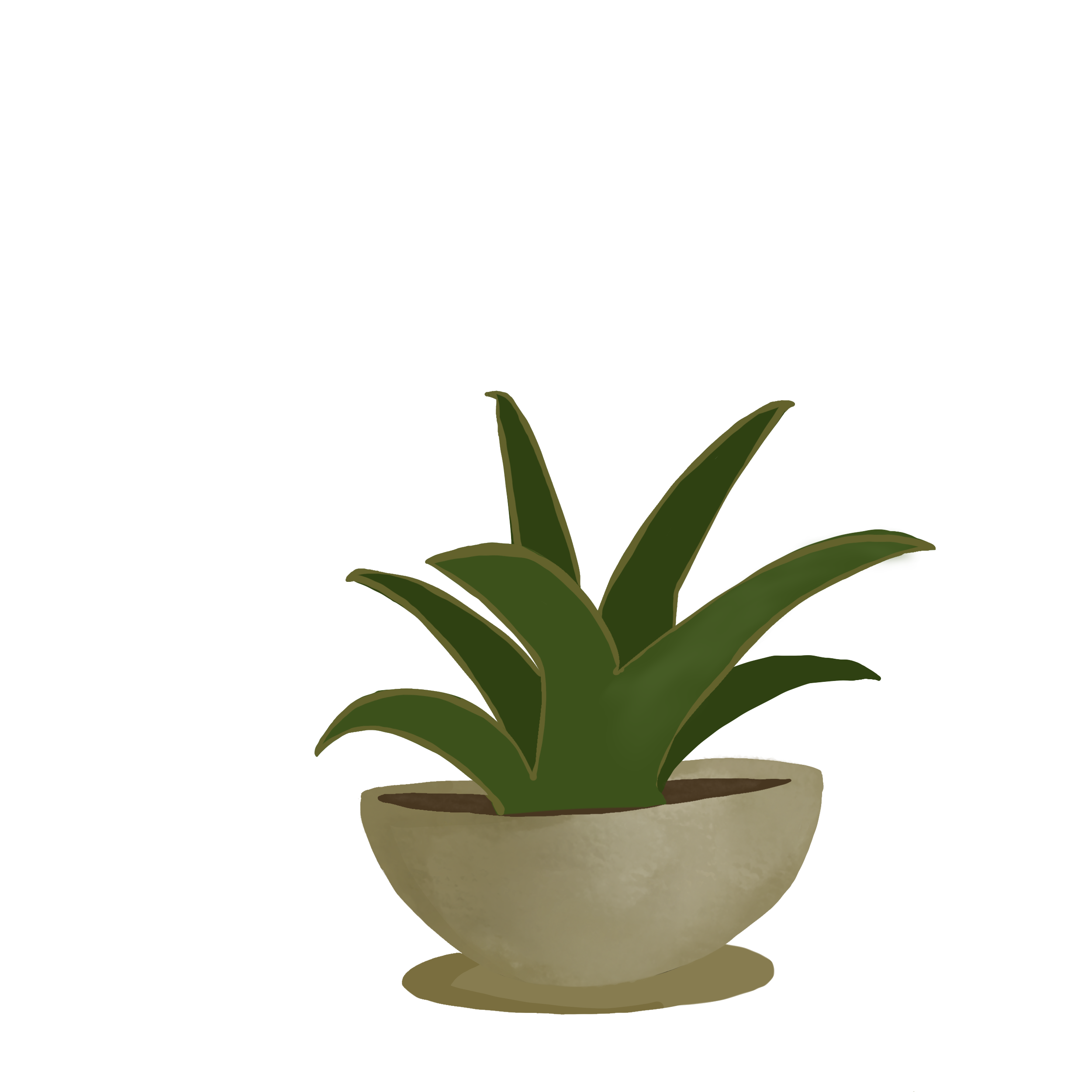 normal aloe Vera house plant - ibisPaint
