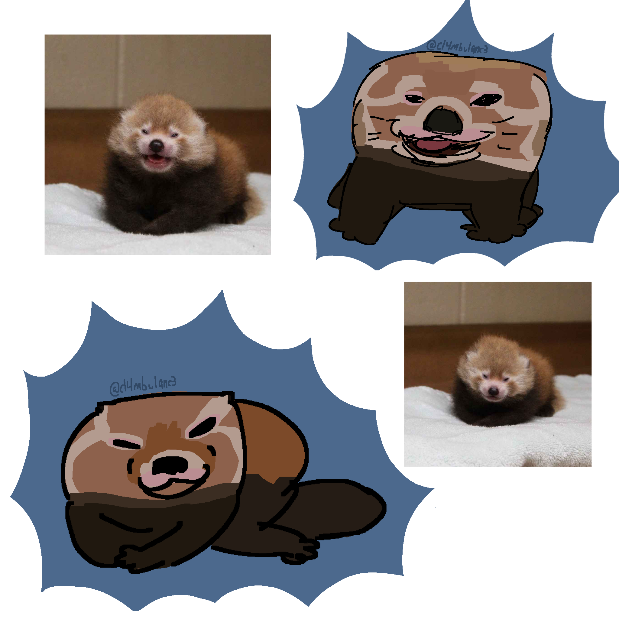 Panda red - ibisPaint