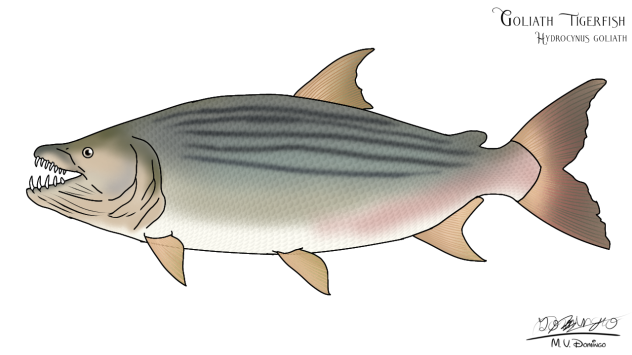 Goliath Tigerfish - ibisPaint