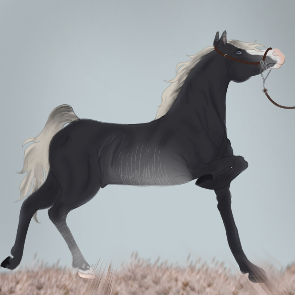 Arabian Horse - ibisPaint