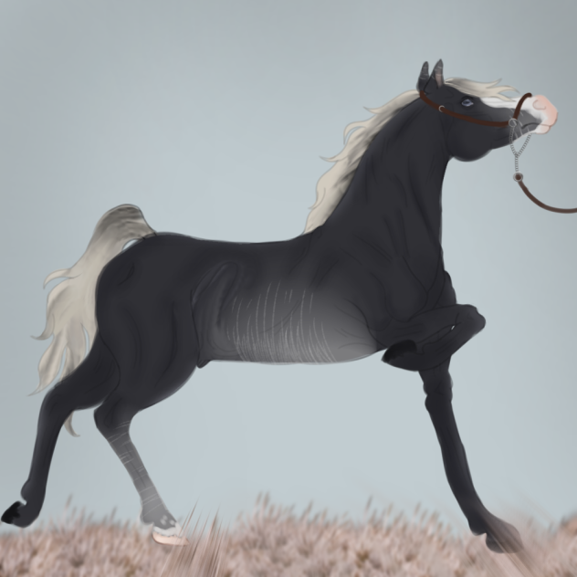 Arabian Horse - ibisPaint