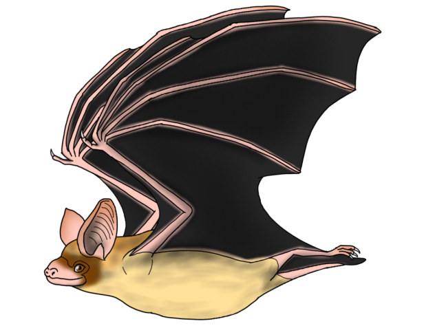 Tricolored Bat render - ibisPaint