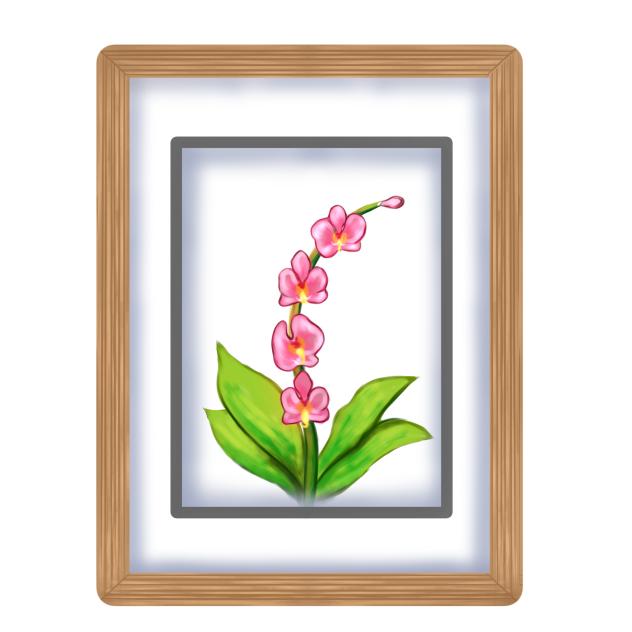 Framed Phalaenopsis Orchid - ibisPaint