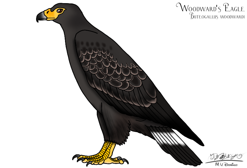 Woodward's Eagle - ibisPaint