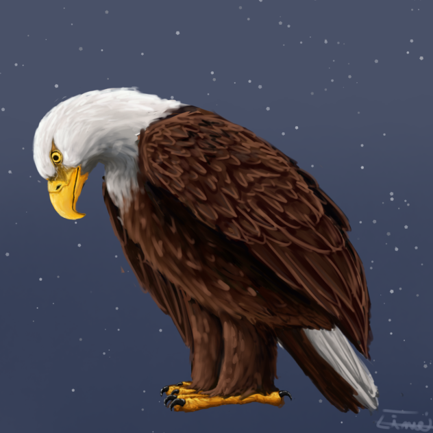 Bald Eagle^^ - ibisPaint