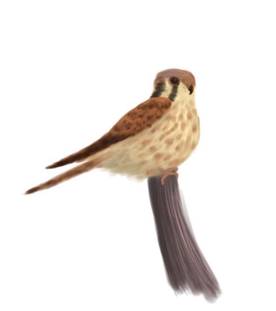 Bird study - ibisPaint