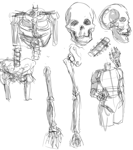 Human bod - ibisPaint