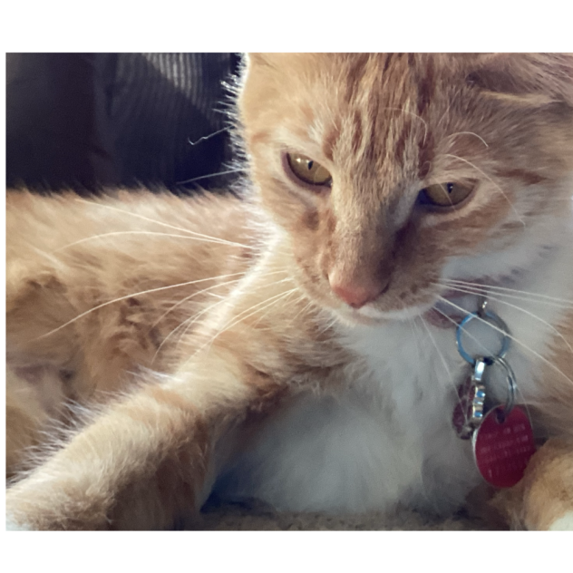 My kitten! - ibisPaint