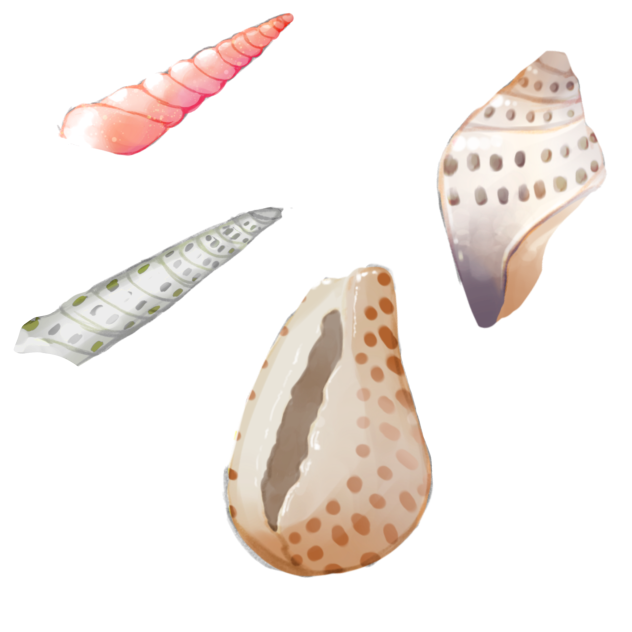 IBM2804 Sea shell - ibisPaint