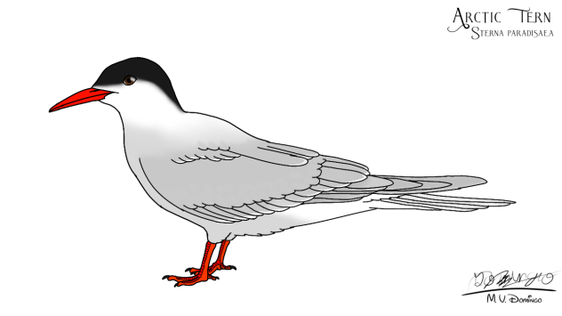 Arctic Tern - ibisPaint