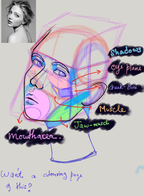 Face muscle simple diagram - ibisPaint