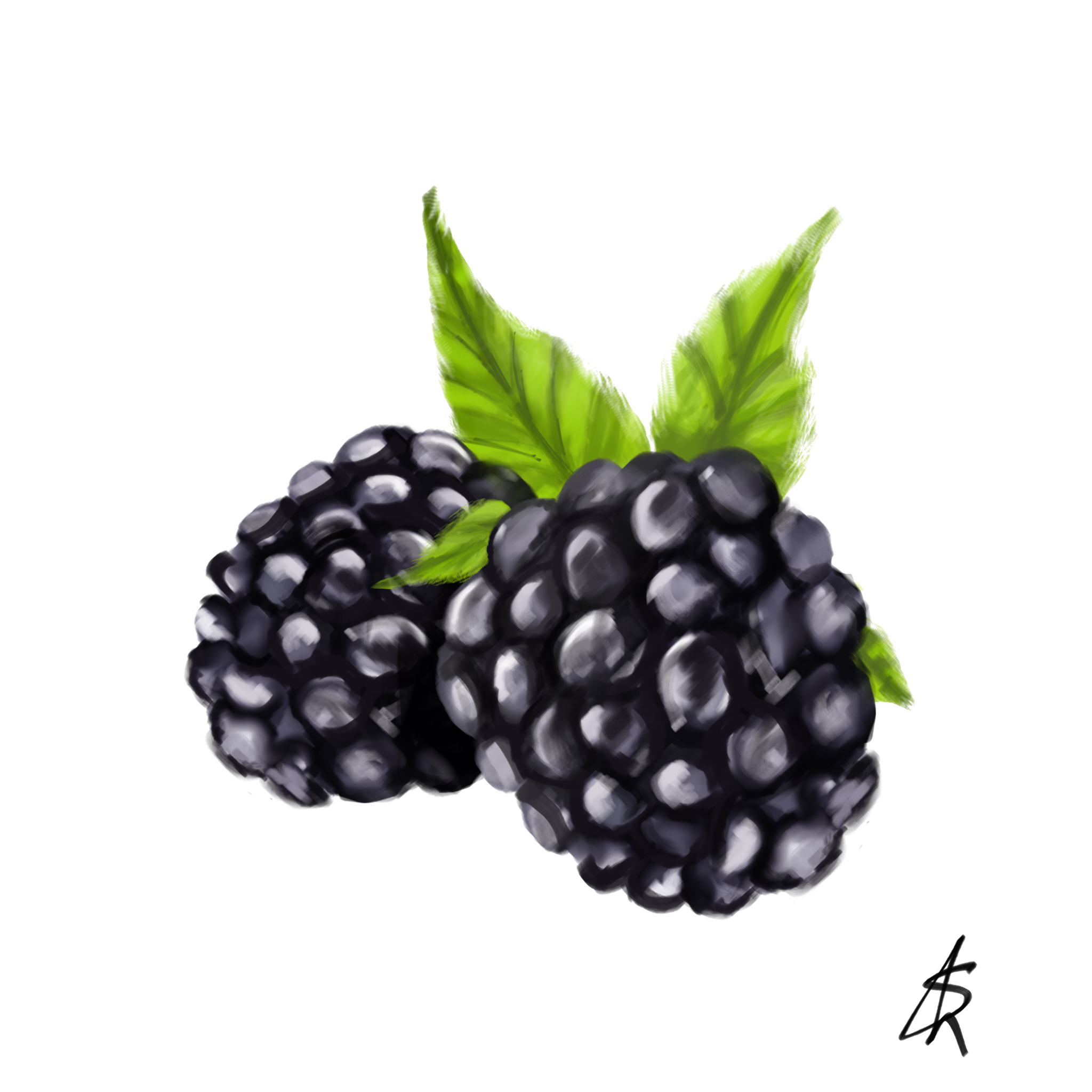 Blackberry, 7 June 25 - ibisPaint