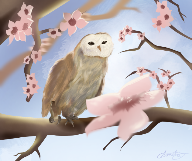 Barn Owl 🌸 - ibisPaint