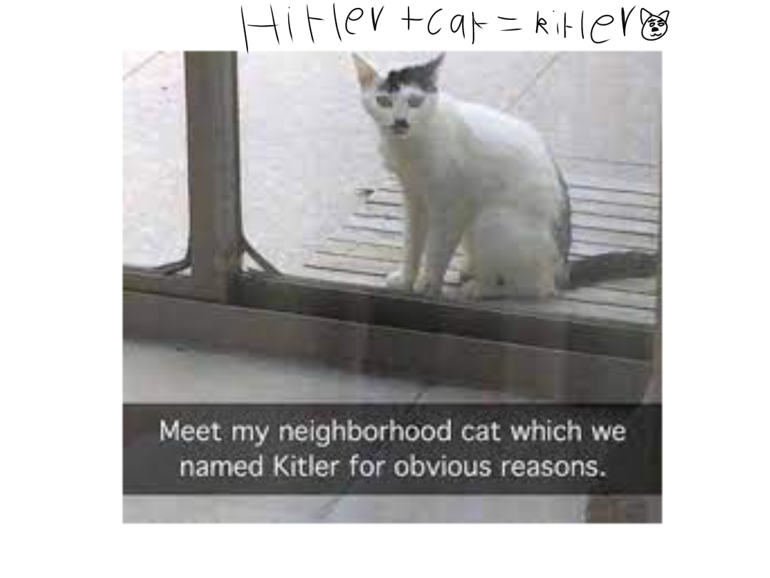 Cursed cat meme I guess- - ibisPaint