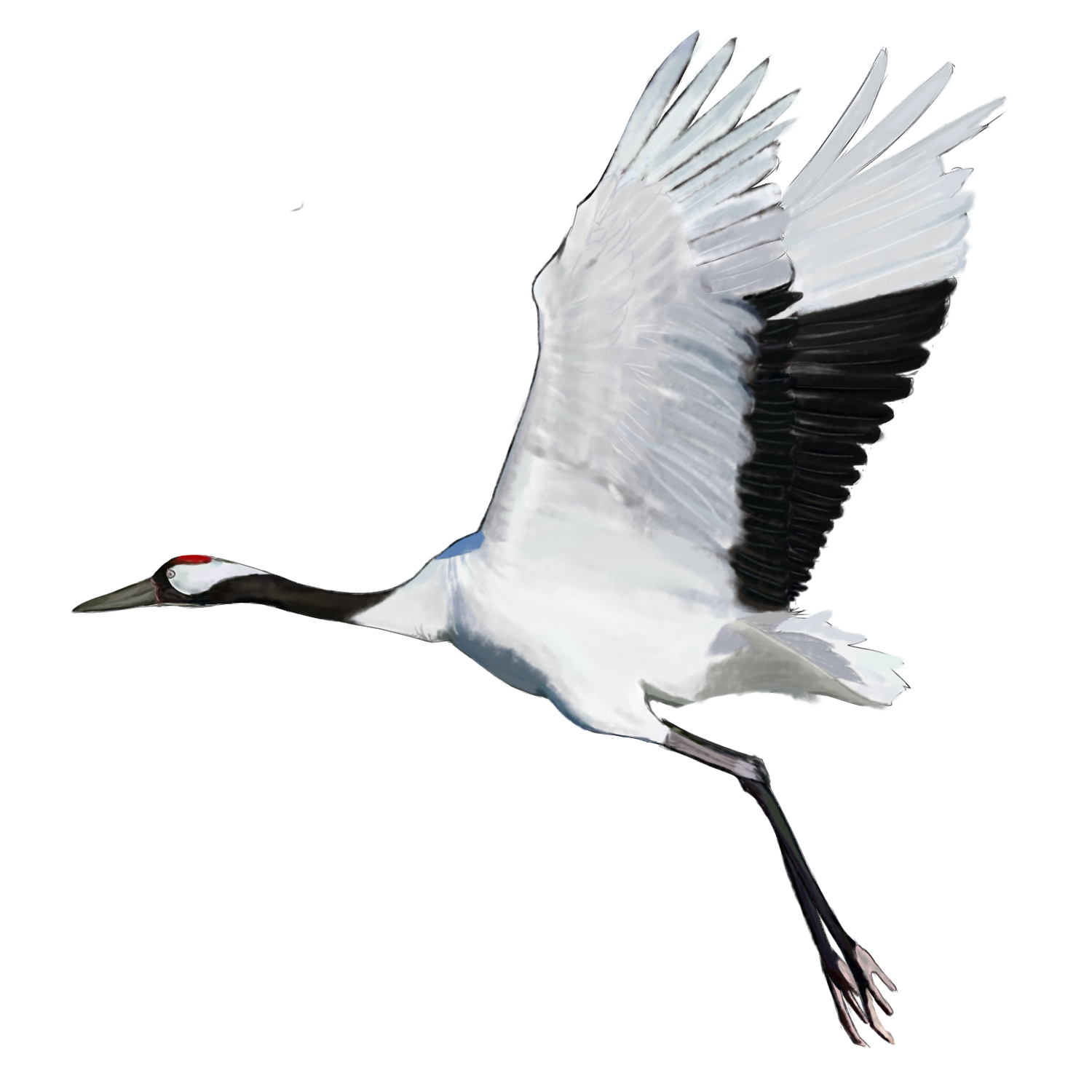 red crowned crane(flight) - ibisPaint
