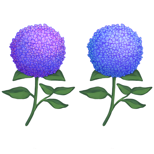 Hydrangea - ibisPaint