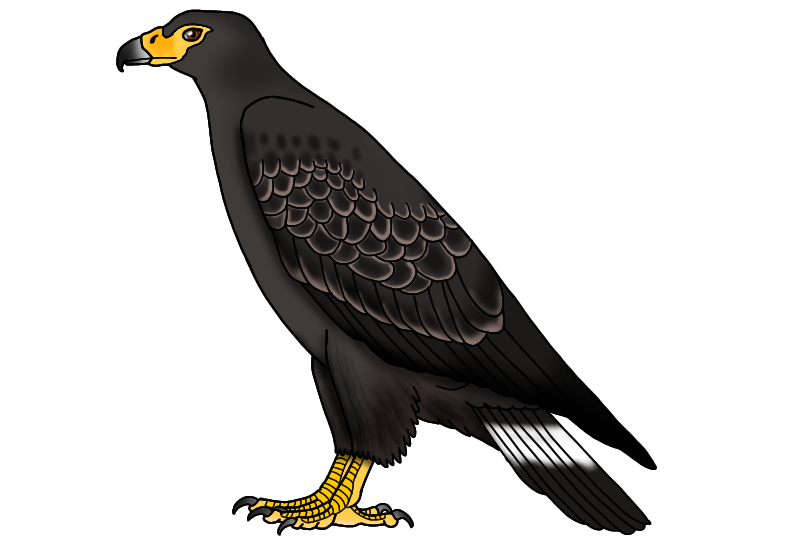 Woodward's Eagle render - ibisPaint