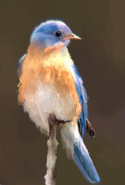 birb - ibisPaint