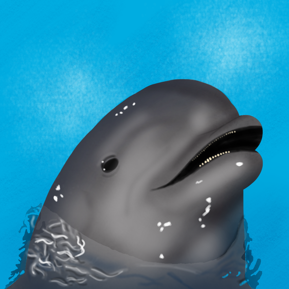 Dolphin 🐬 - ibisPaint