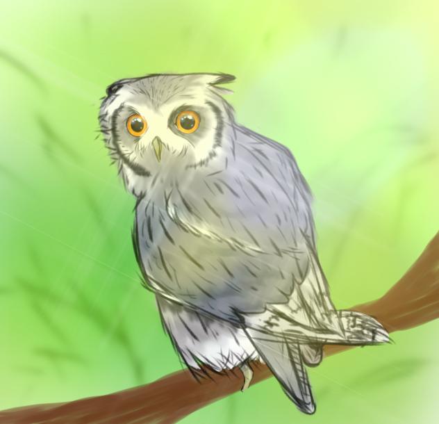 Cute Owl 🦉 - ibisPaint